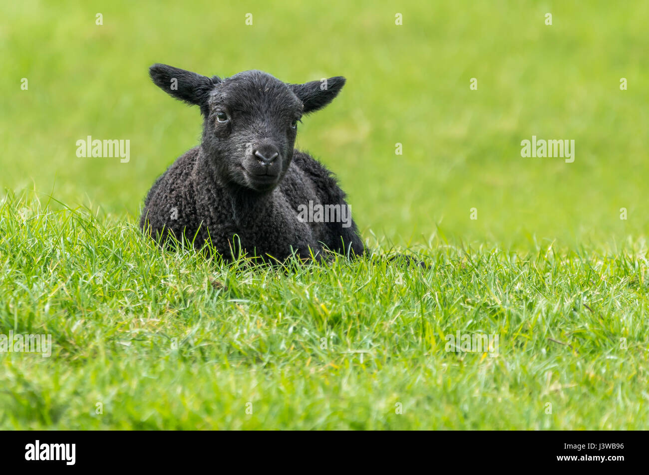 Black lamb resting on grass in a field in Spring in West Sussex ...
