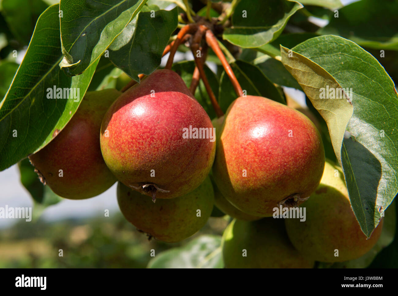 Perry pears growing in a Herefordshire orchard Stock Photo - Alamy