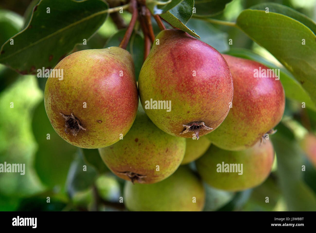 Perry Pears High Resolution Stock Photography and Images - Alamy