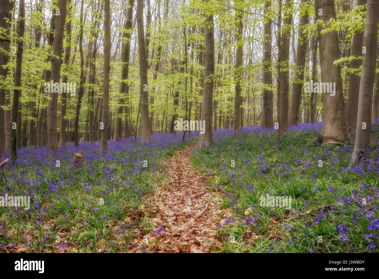 Bluebell Hill High Resolution Stock Photography and Images - Alamy