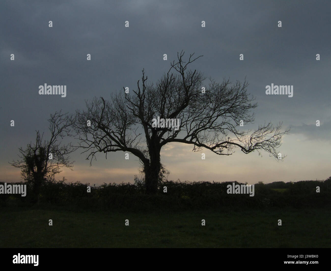 A remote tree at dusk Stock Photo - Alamy