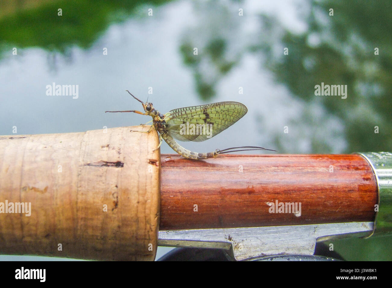 A mayfly in spring, ready for mayfly fishing Stock Photo - Alamy