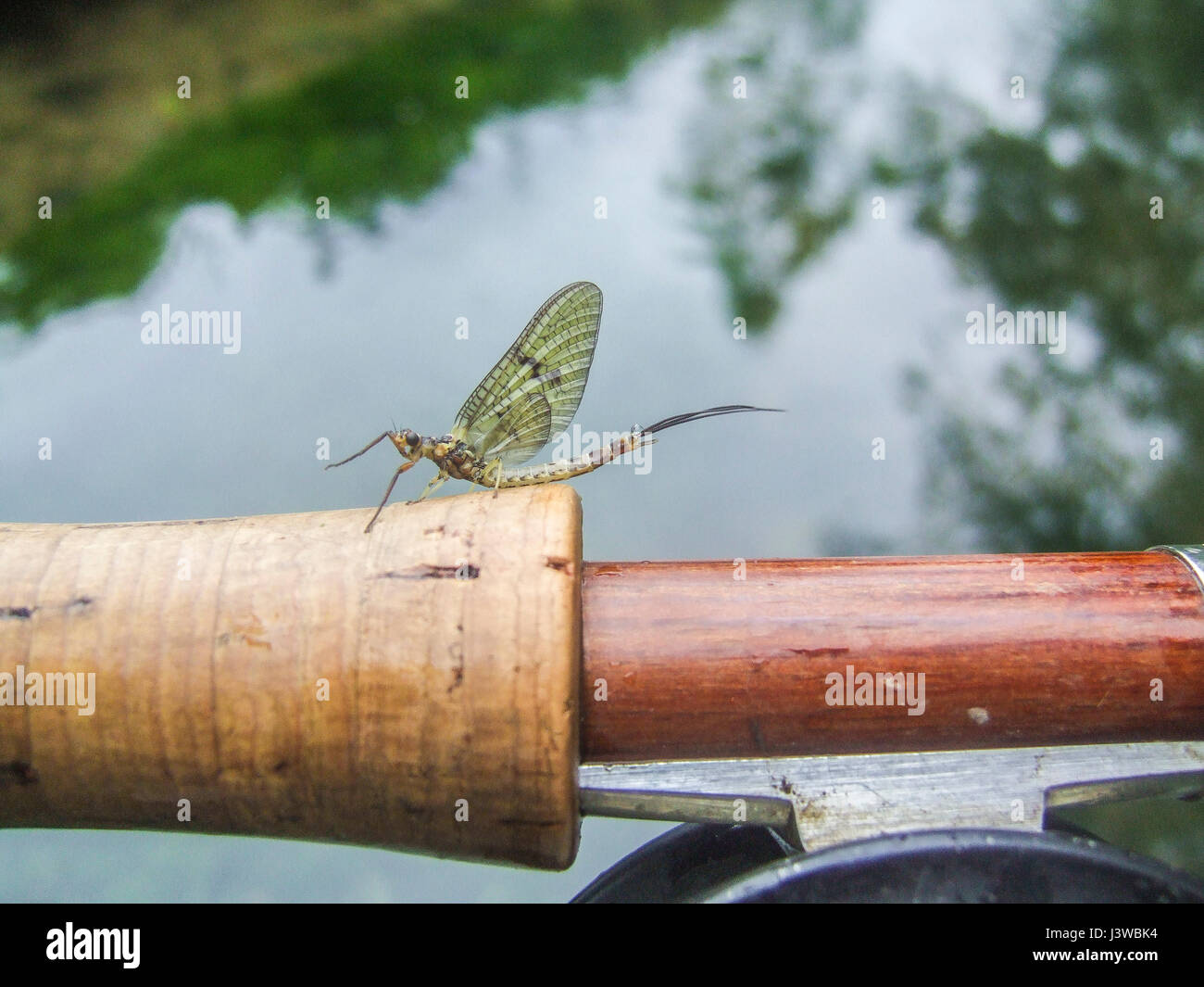 May fly fishing rod hi-res stock photography and images - Alamy