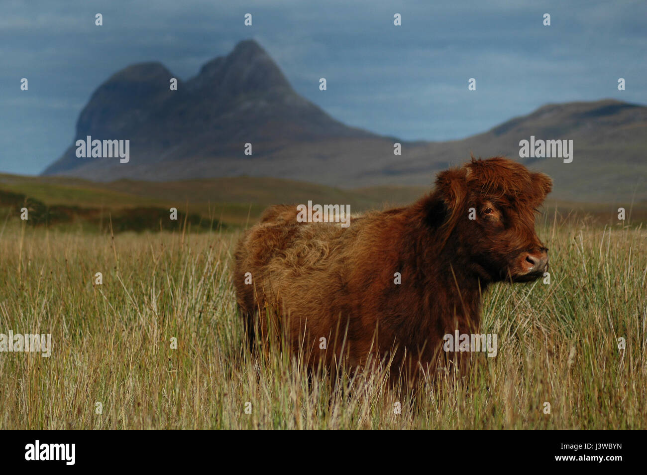 Cattle in the remote Scottish Highlands Stock Photo - Alamy