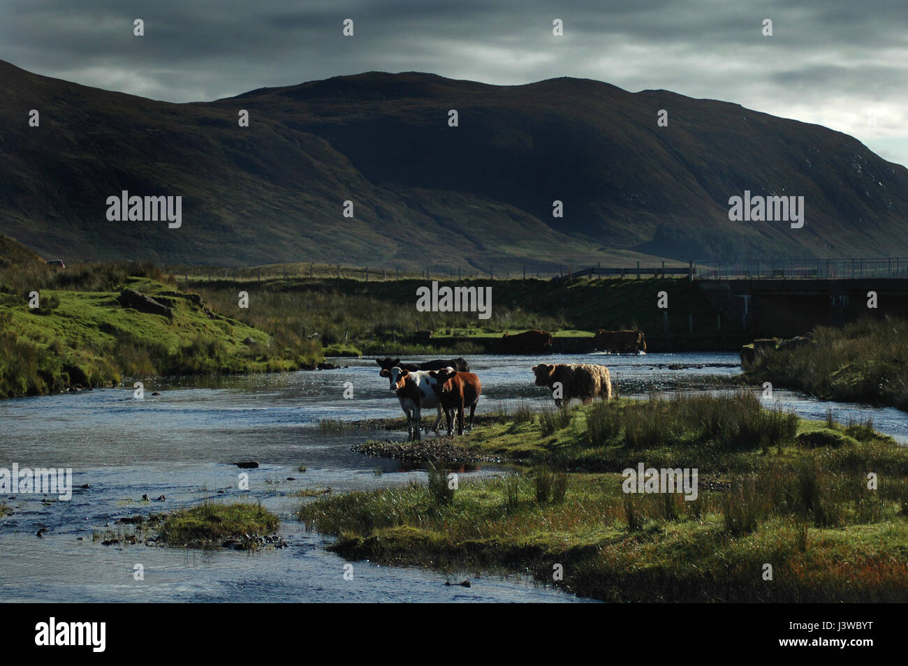 Cattle in the remote Scottish Highlands Stock Photo - Alamy