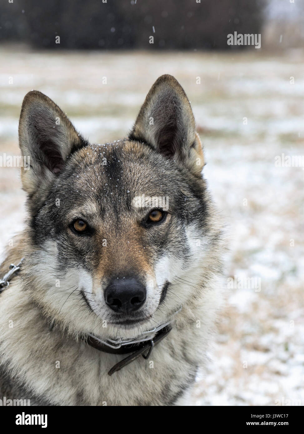 Czechoslovakian Wolfdog High Resolution Stock Photography and Images ...