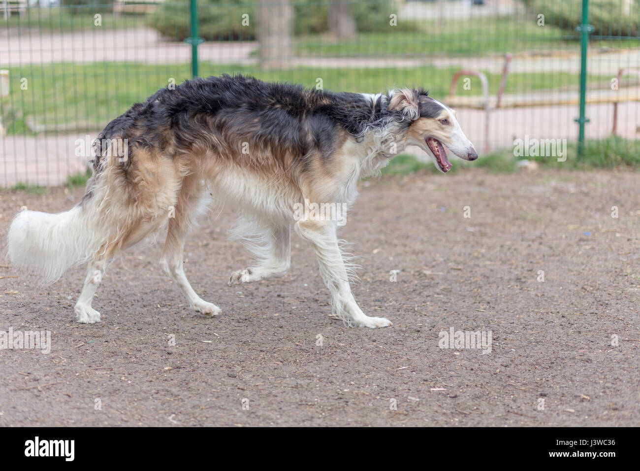 Russian borzoi dog Stock Photo - Alamy
