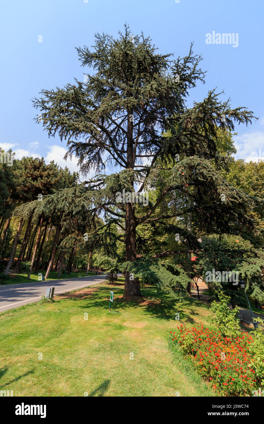 A pine tree Stock Photo - Alamy