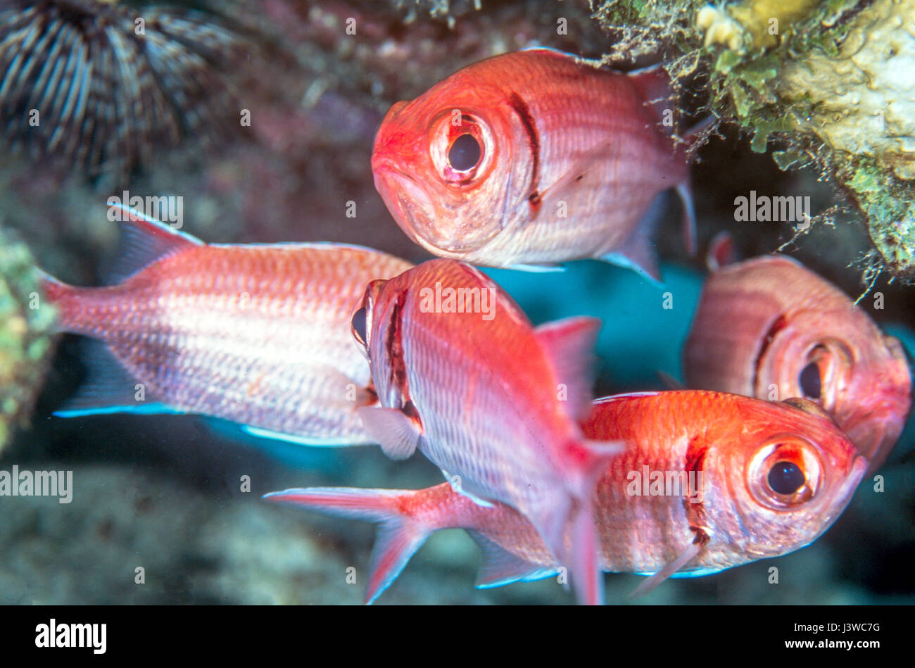 Holocentridae hi-res stock photography and images - Alamy