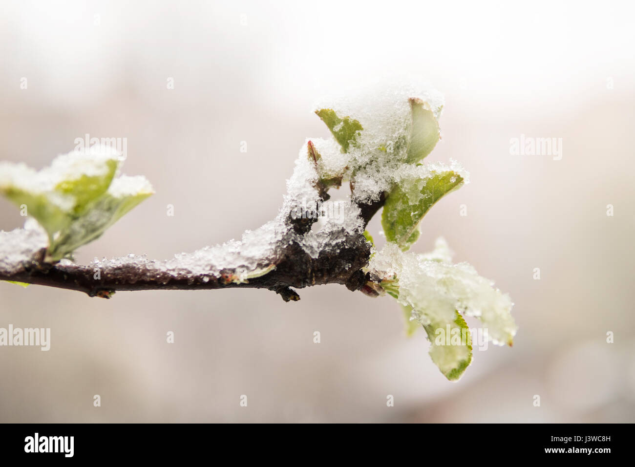 Sprig of tree with young green leaves covered with snow Stock Photo - Alamy