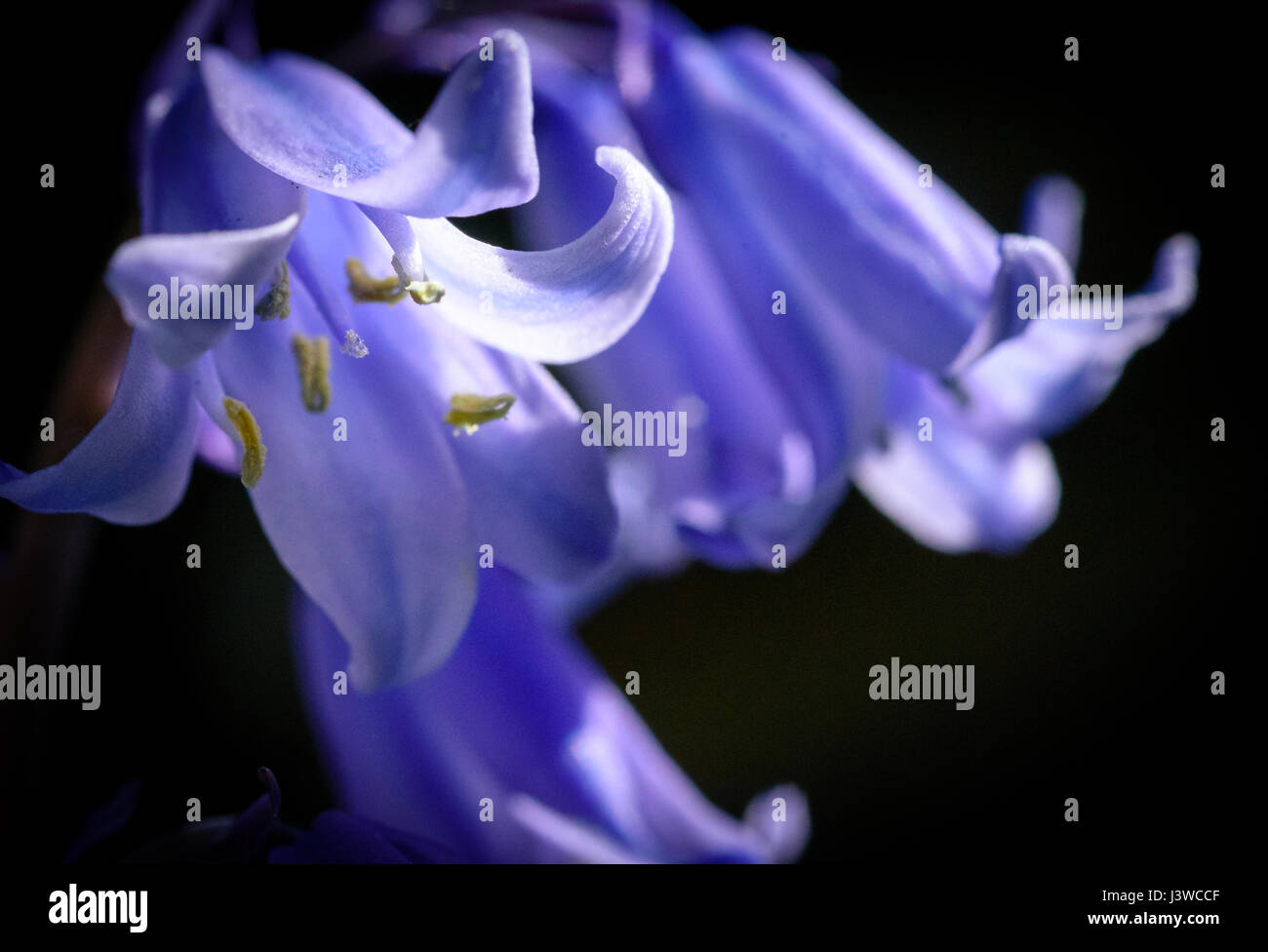 Bluebell flowers - close up Stock Photo - Alamy