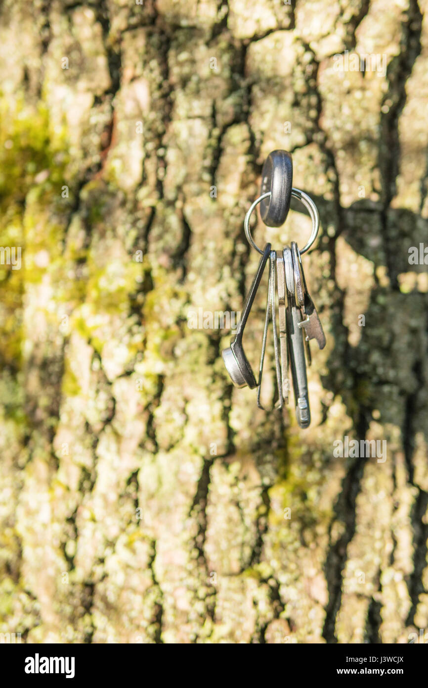 Bunch of different keys sticking out of a tree Stock Photo - Alamy