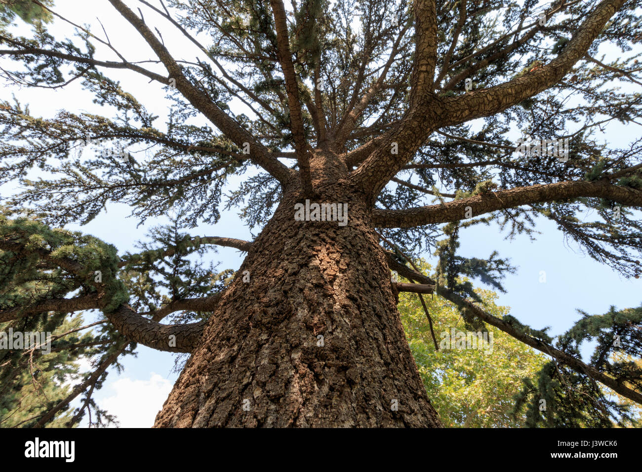 Upward view of a pine tree Stock Photo - Alamy