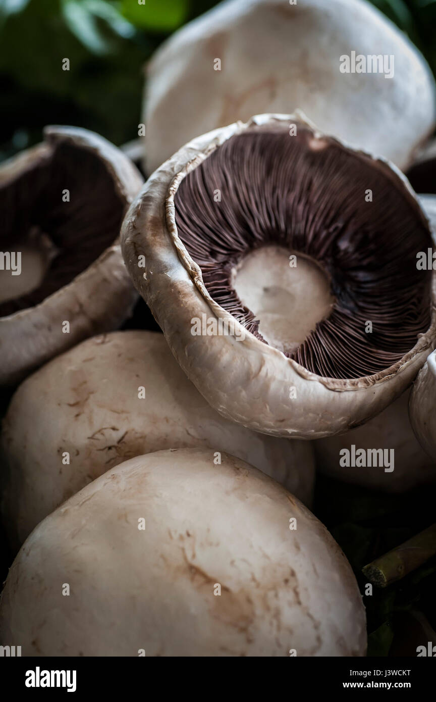 A closeup view of field mushrooms Agaricus campestris Fungi Gilled ...
