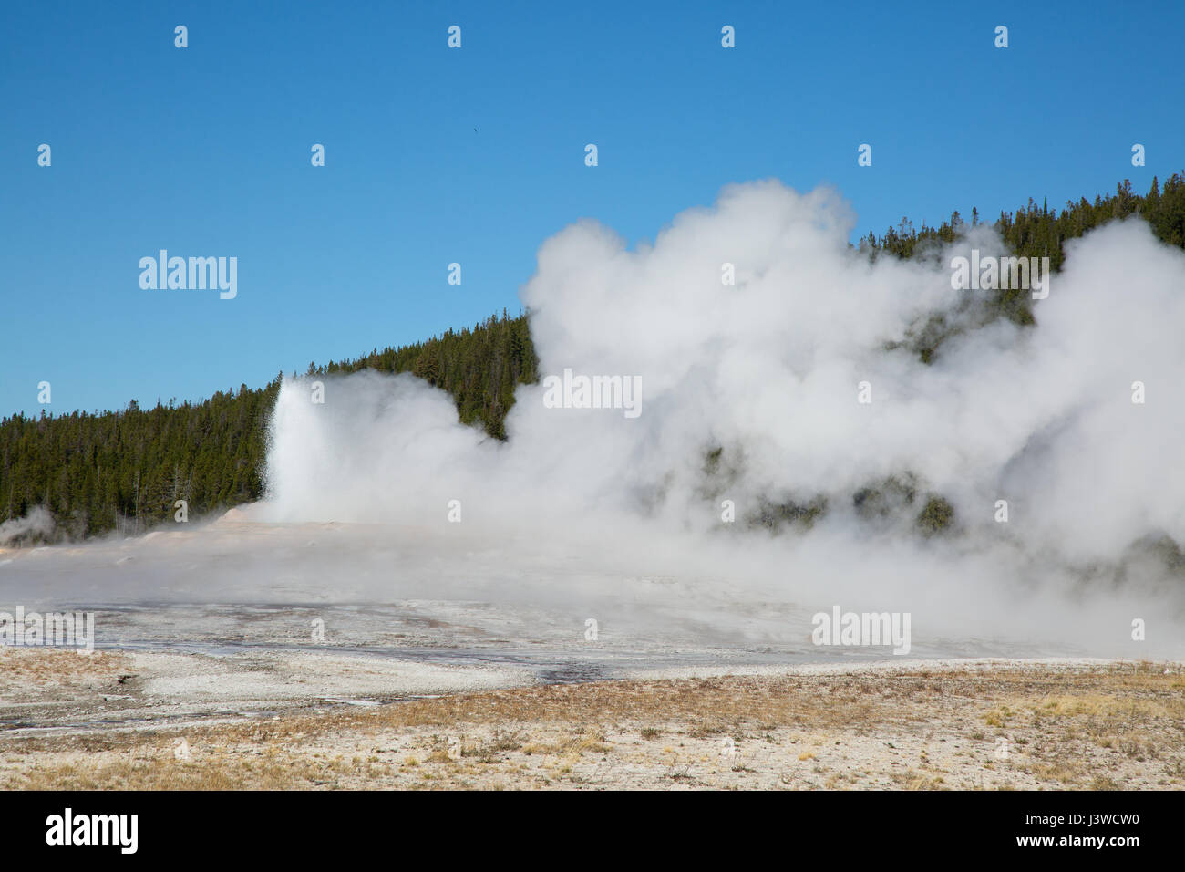 Old Faithful geyser eruption in the Yellowstone national park, USA ...