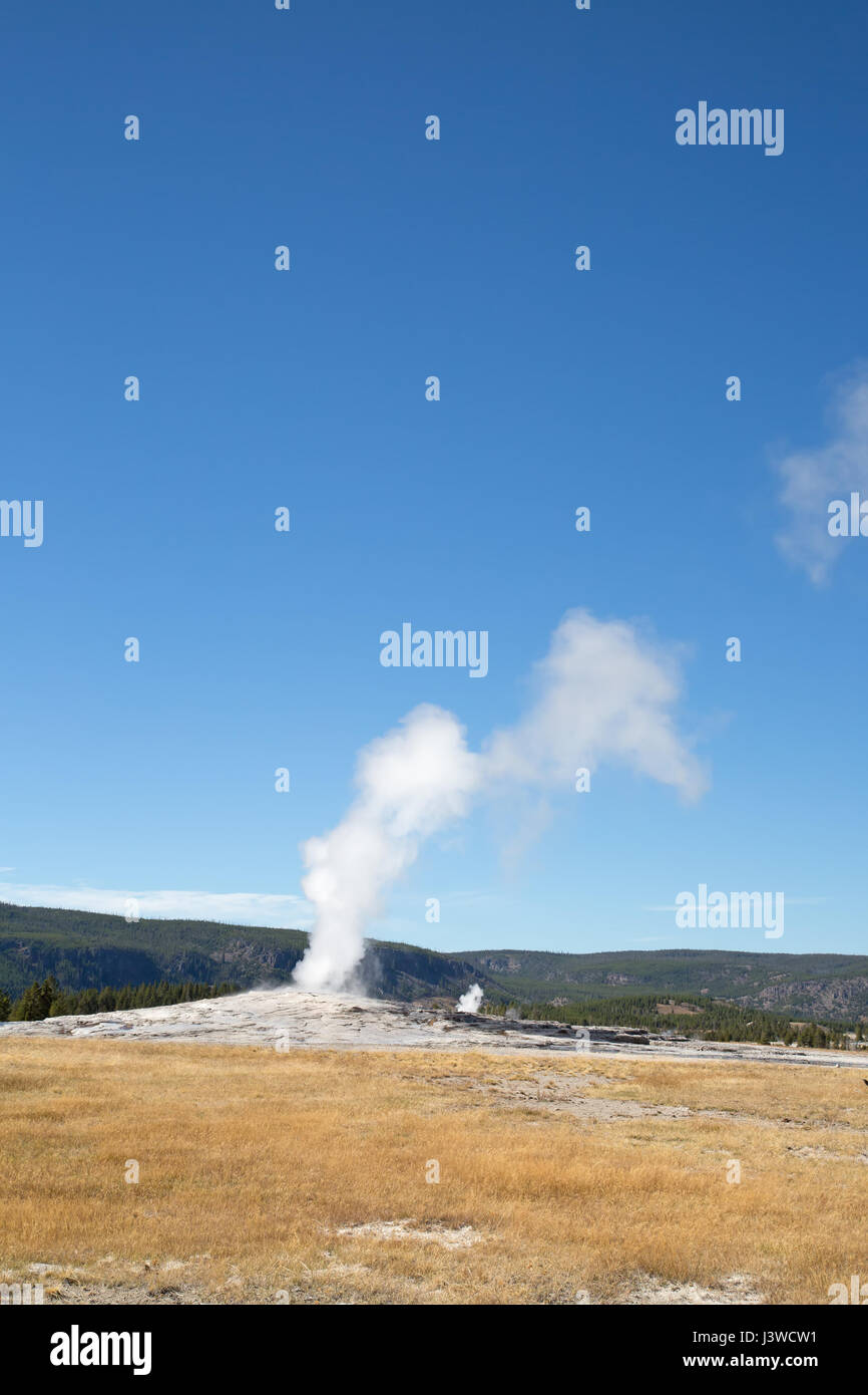 Old Faithful geyser eruption in the Yellowstone national park, USA ...