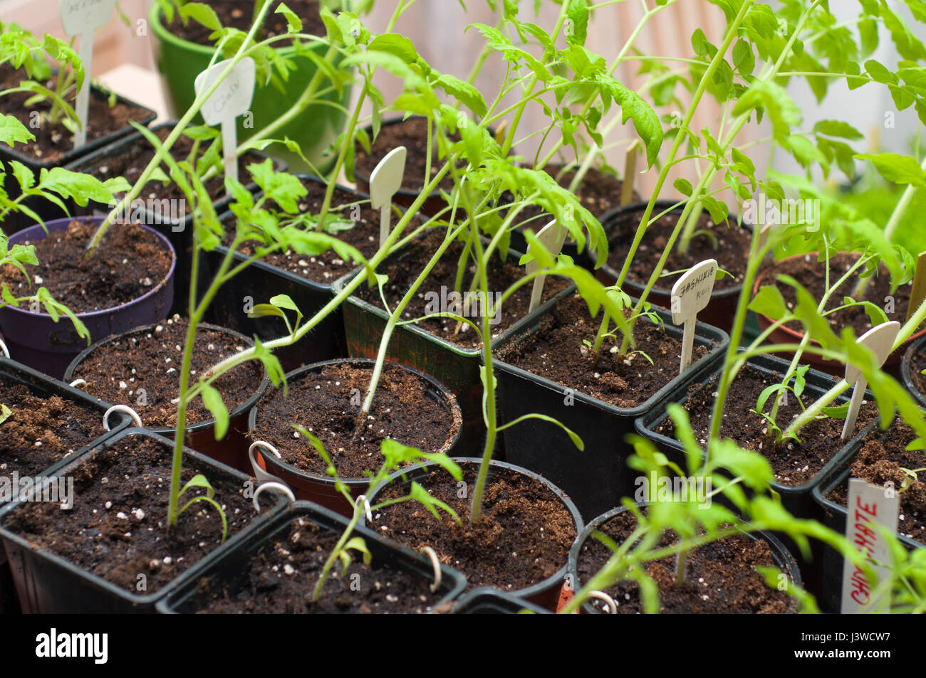Seedling tomato in tray for sprout in greenhouse Stock Photo - Alamy