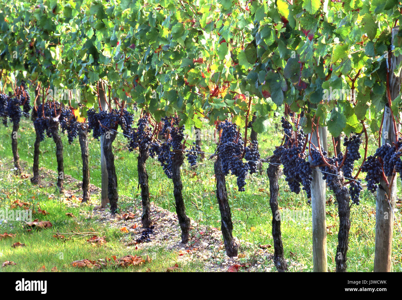 MERLOT GRAPES Chateau Petrus vineyard. Ripe fine Merlot grapes on the ...