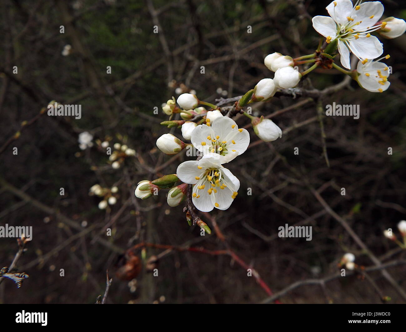 Sloe flower, Blackthorn flowers in spring,(Prunus spinosa Stock Photo ...