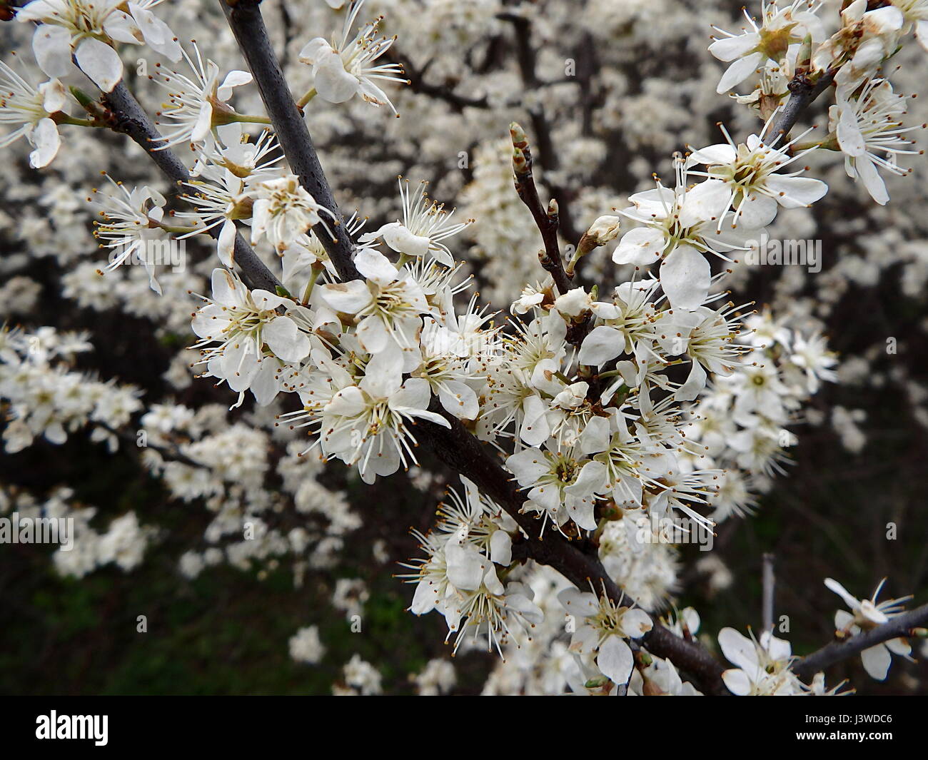 Sloe flower, Blackthorn flowers in spring,(Prunus spinosa Stock Photo ...