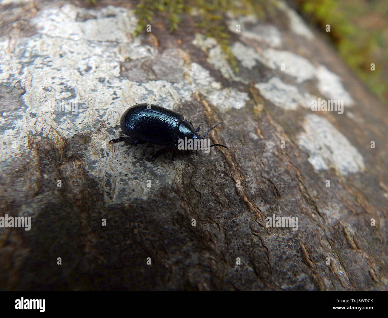 Shiny blue beetle,(Chrysolina coerulans Stock Photo - Alamy