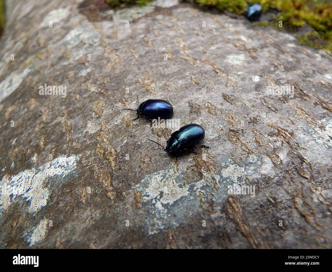 Chrysolina coerulans hi-res stock photography and images - Alamy