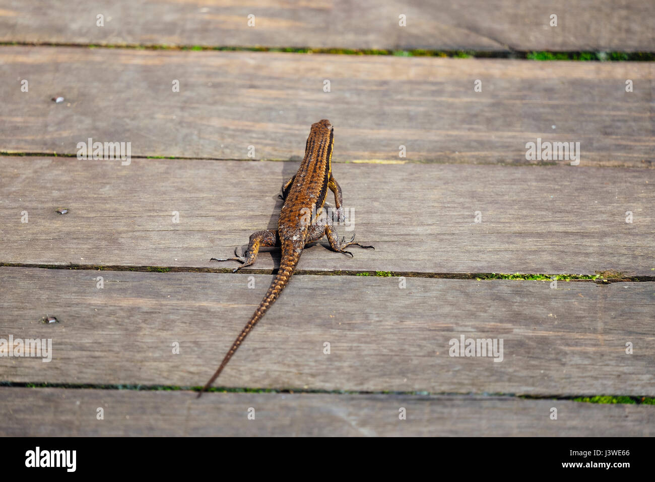 Lizard with no legs hi-res stock photography and images - Alamy
