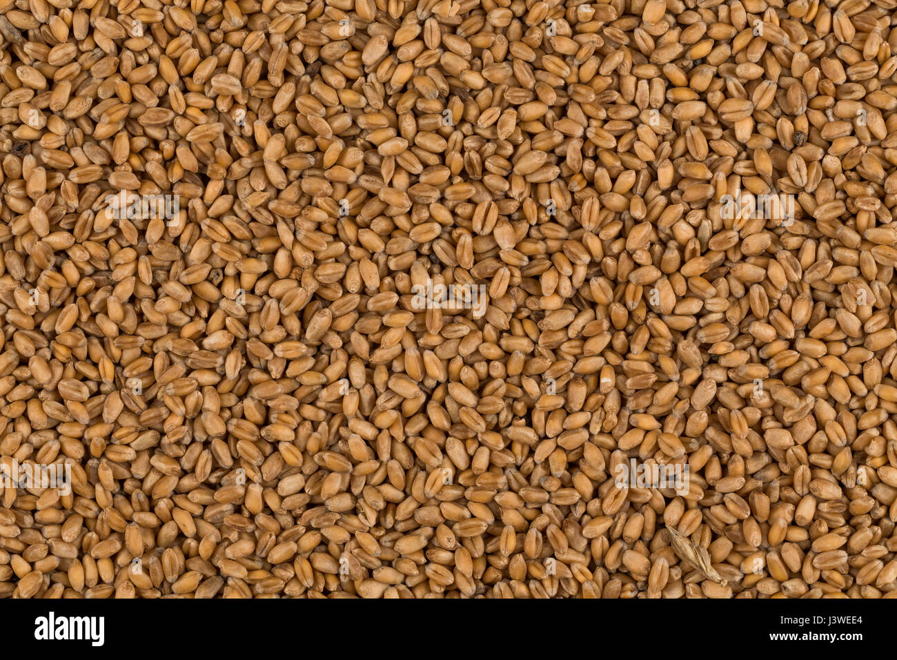 whole background of raw wheat grain closeup Stock Photo - Alamy