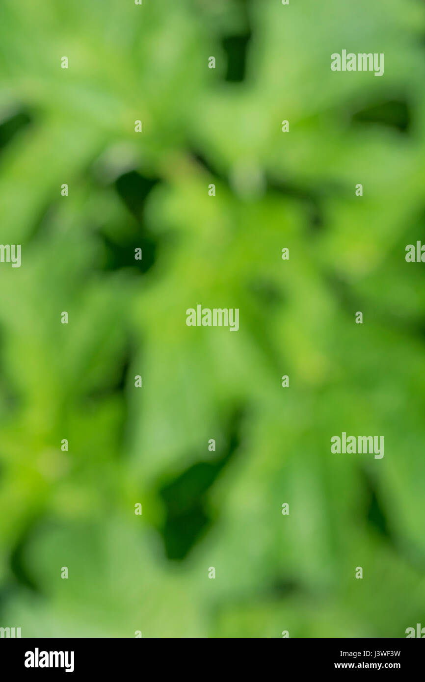 Blurry, soft-focus, green organic abstract shapes as a background ...