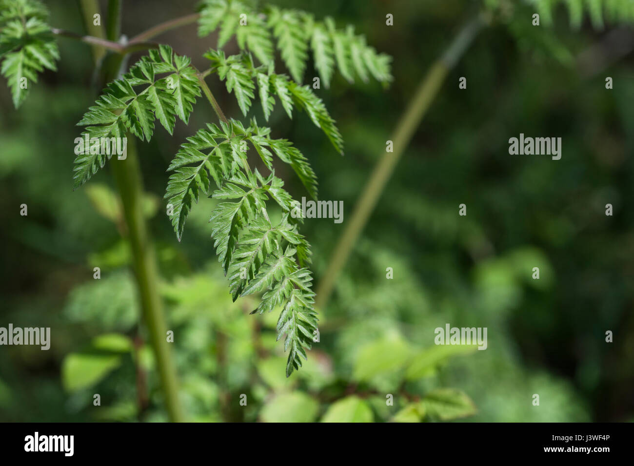 Wild Chervil In Pa