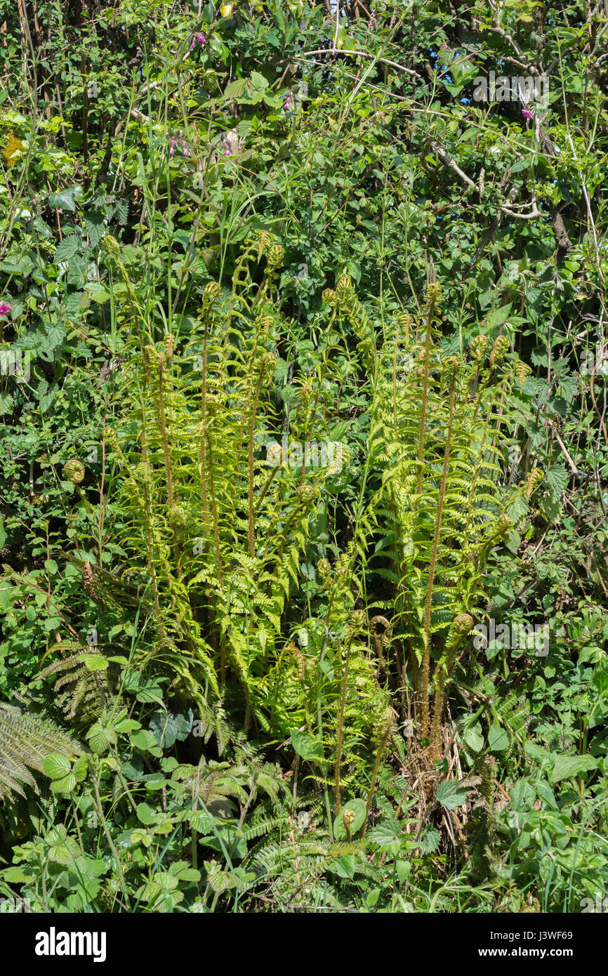 Example of Dryopteris filix-mas / Common Male Fern leaves Stock Photo ...