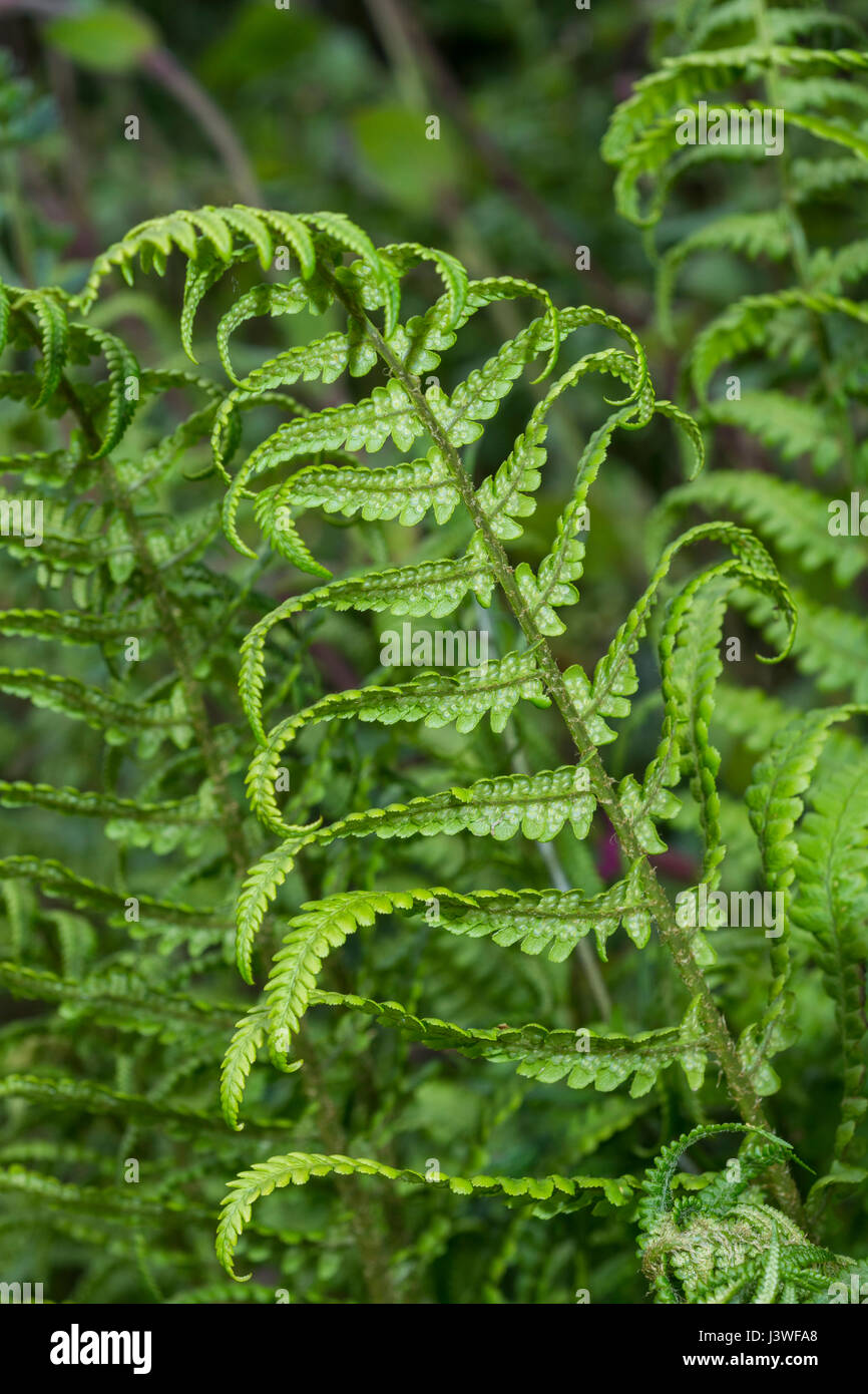 Example of Dryopteris filix-mas / Common Male Fern leaves. Underside ...