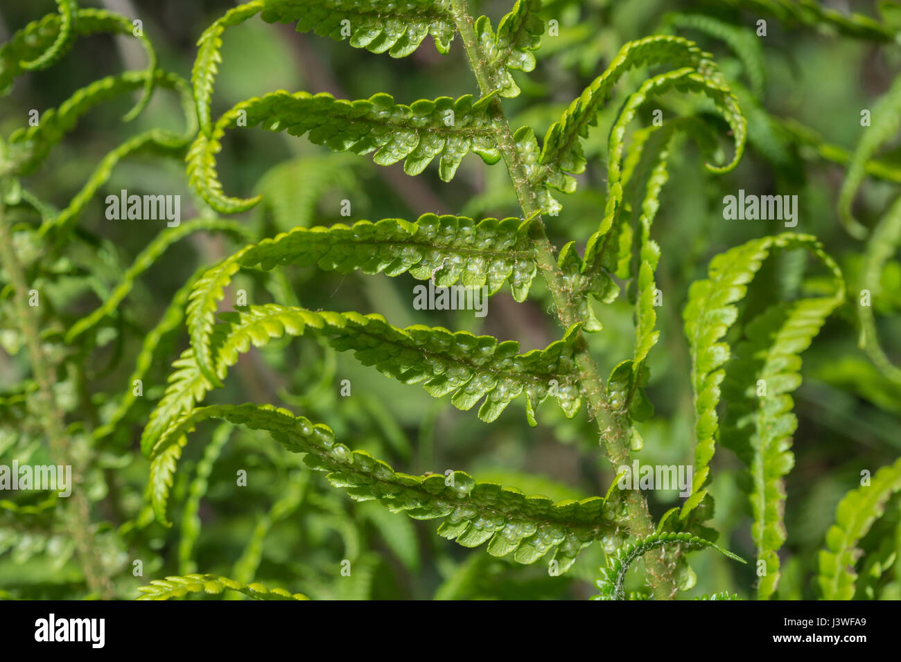 Example of Dryopteris filix-mas / Common Male Fern leaves. Underside ...