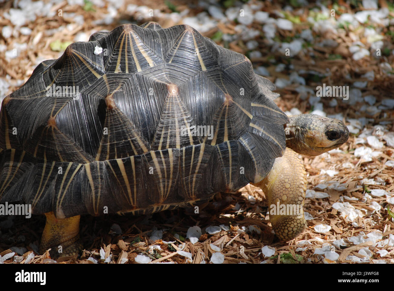 Desert turtle with a very unique and unusual shell Stock Photo - Alamy