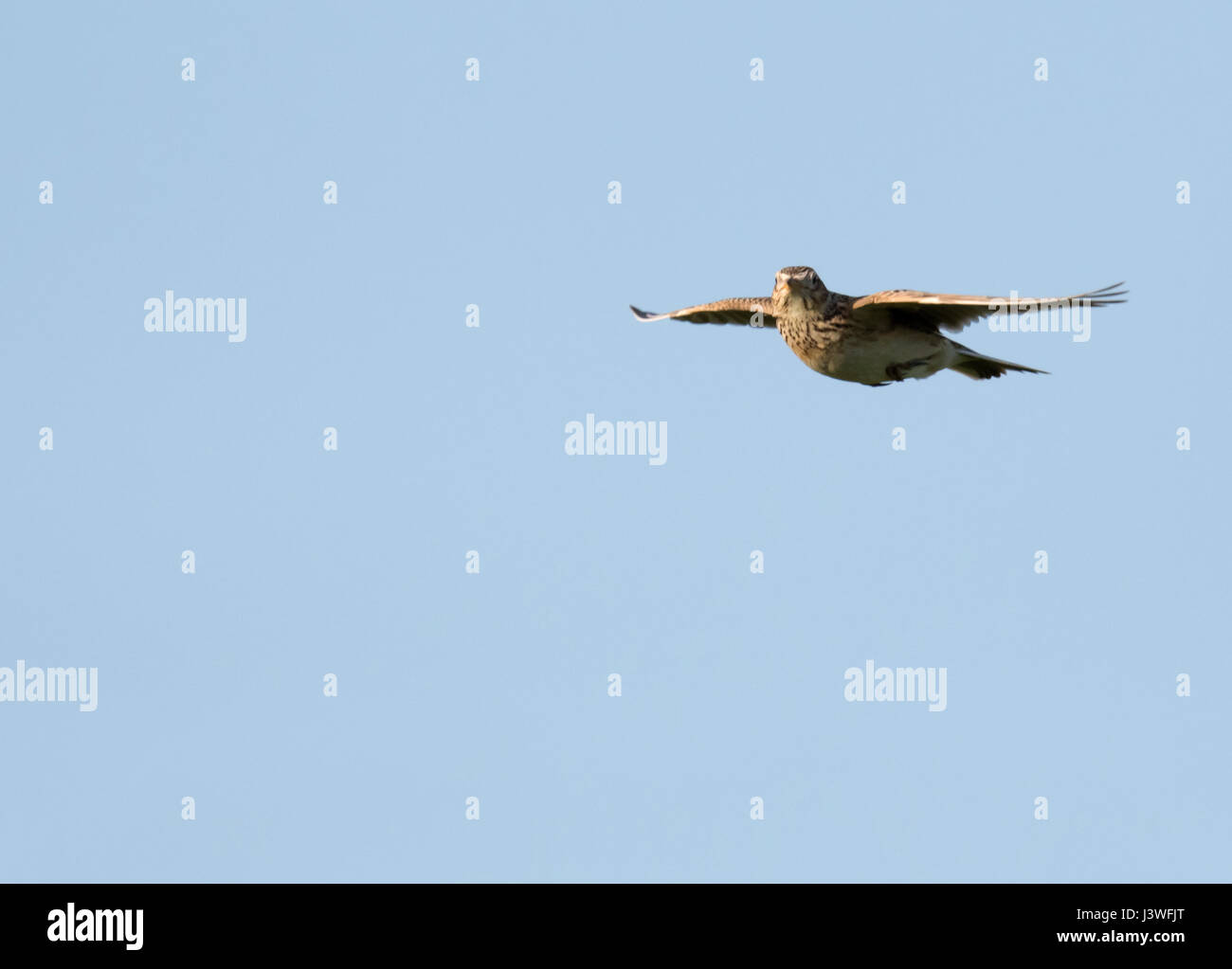 Skylark flying hi-res stock photography and images - Alamy