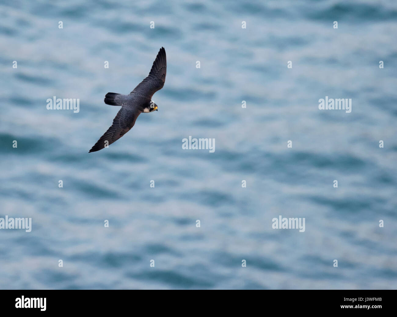 Flying peregrine falcon hi-res stock photography and images - Alamy
