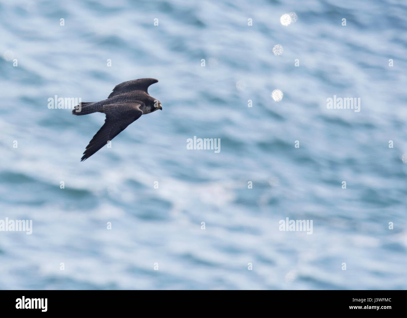 Peregrine falcon flight britain hi-res stock photography and images - Alamy