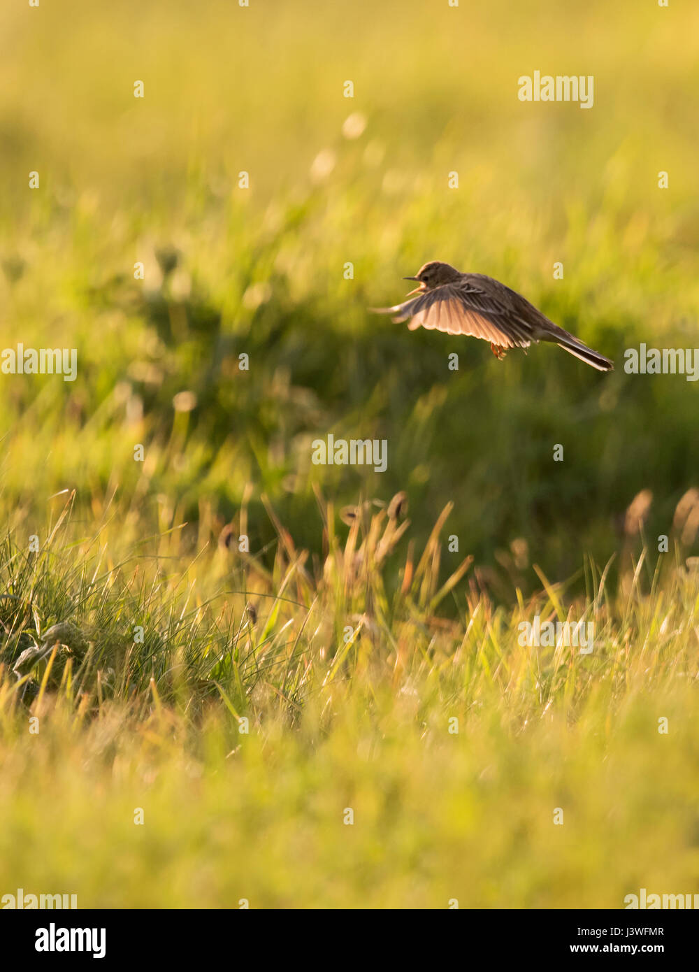 Skylark flying hi-res stock photography and images - Alamy