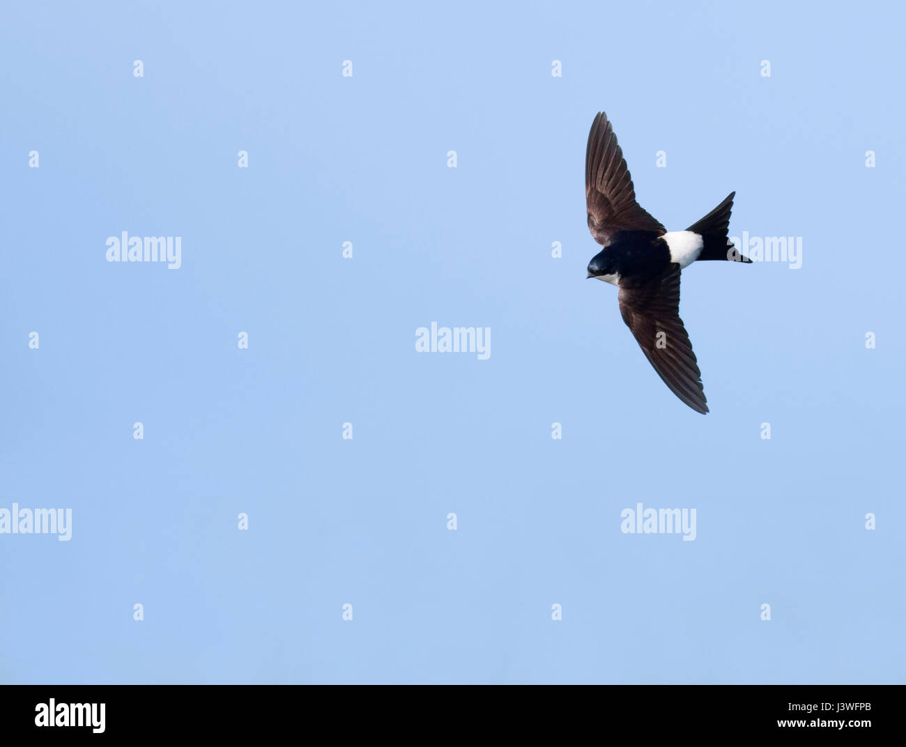 House martin (Delichon urbica) in flight against a blue sky ...