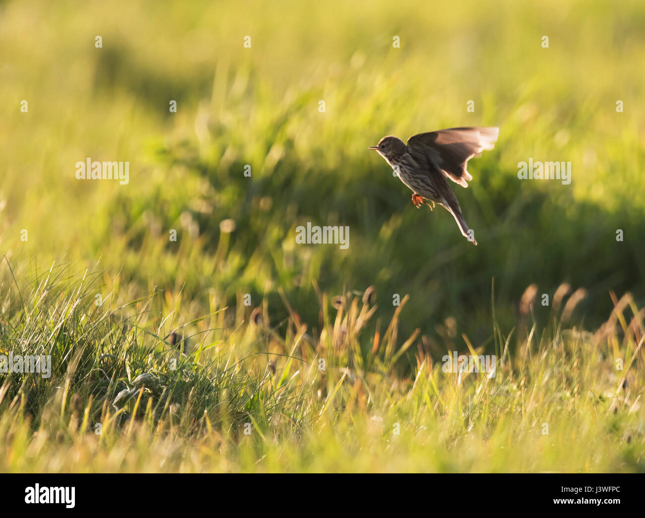 Skylark flying hi-res stock photography and images - Alamy