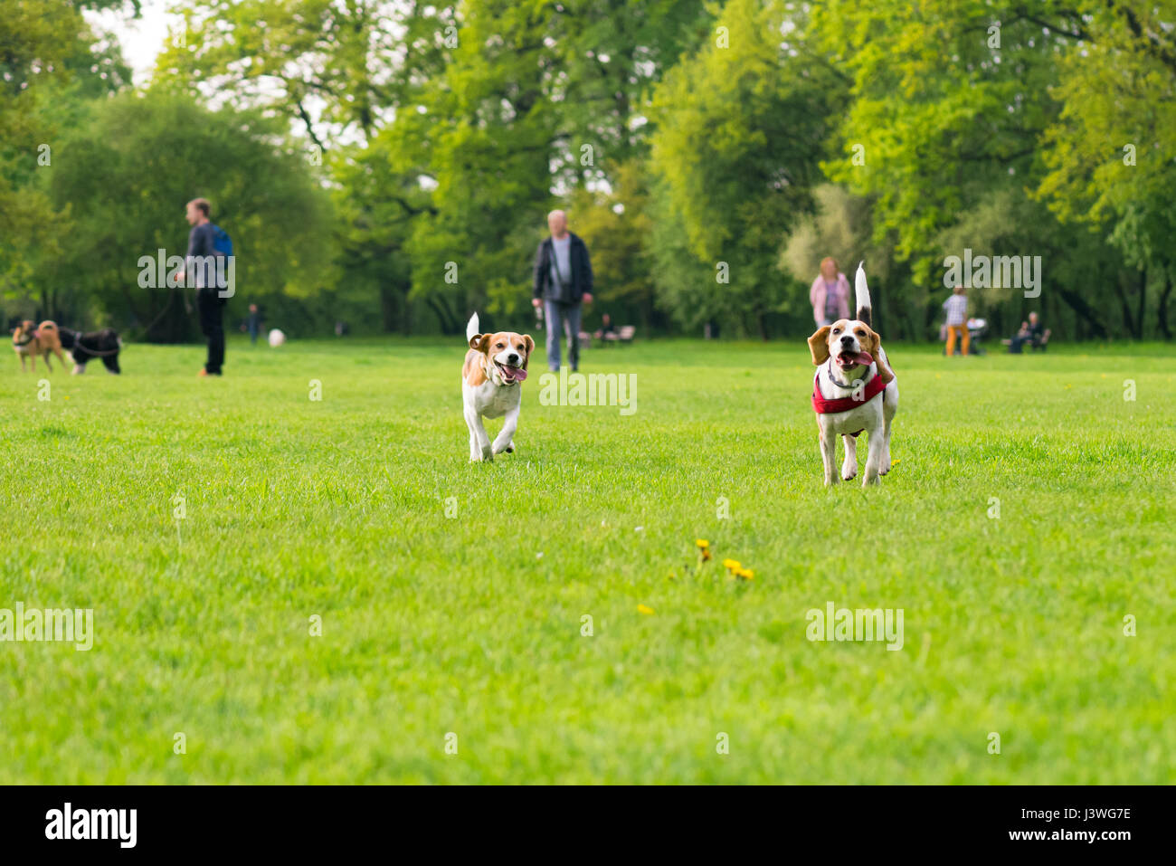 Dogs playing at park Stock Photo - Alamy