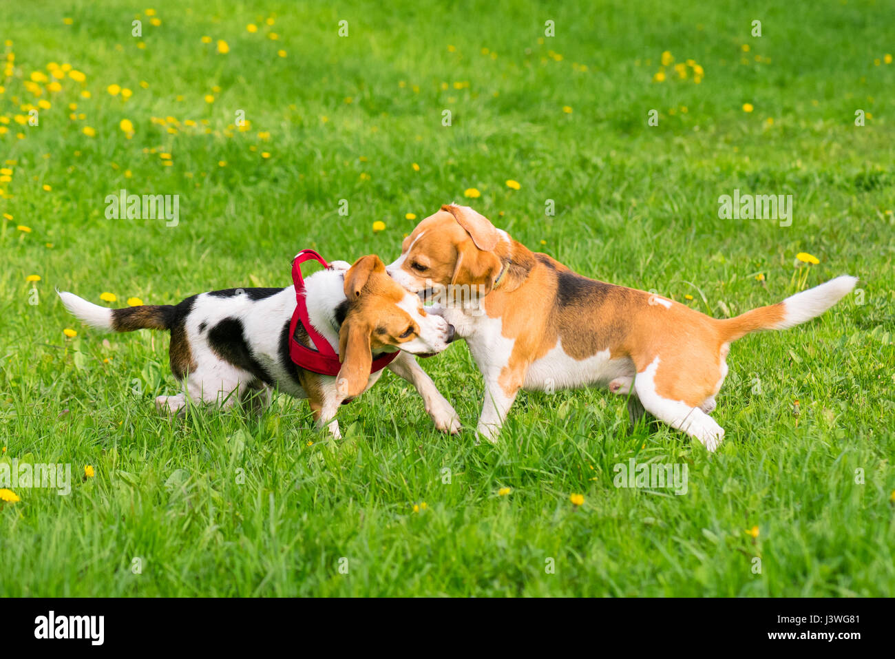 Dogs playing at park Stock Photo - Alamy