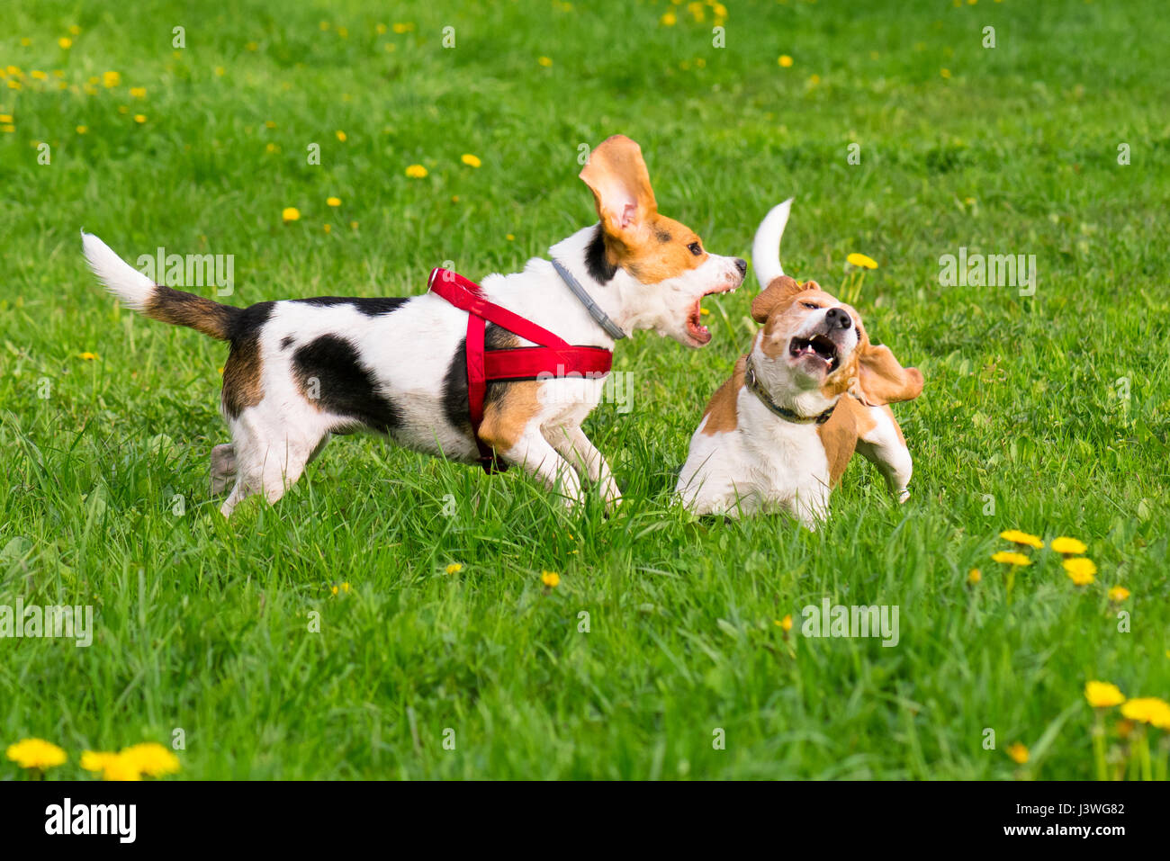 Dogs playing at park Stock Photo - Alamy