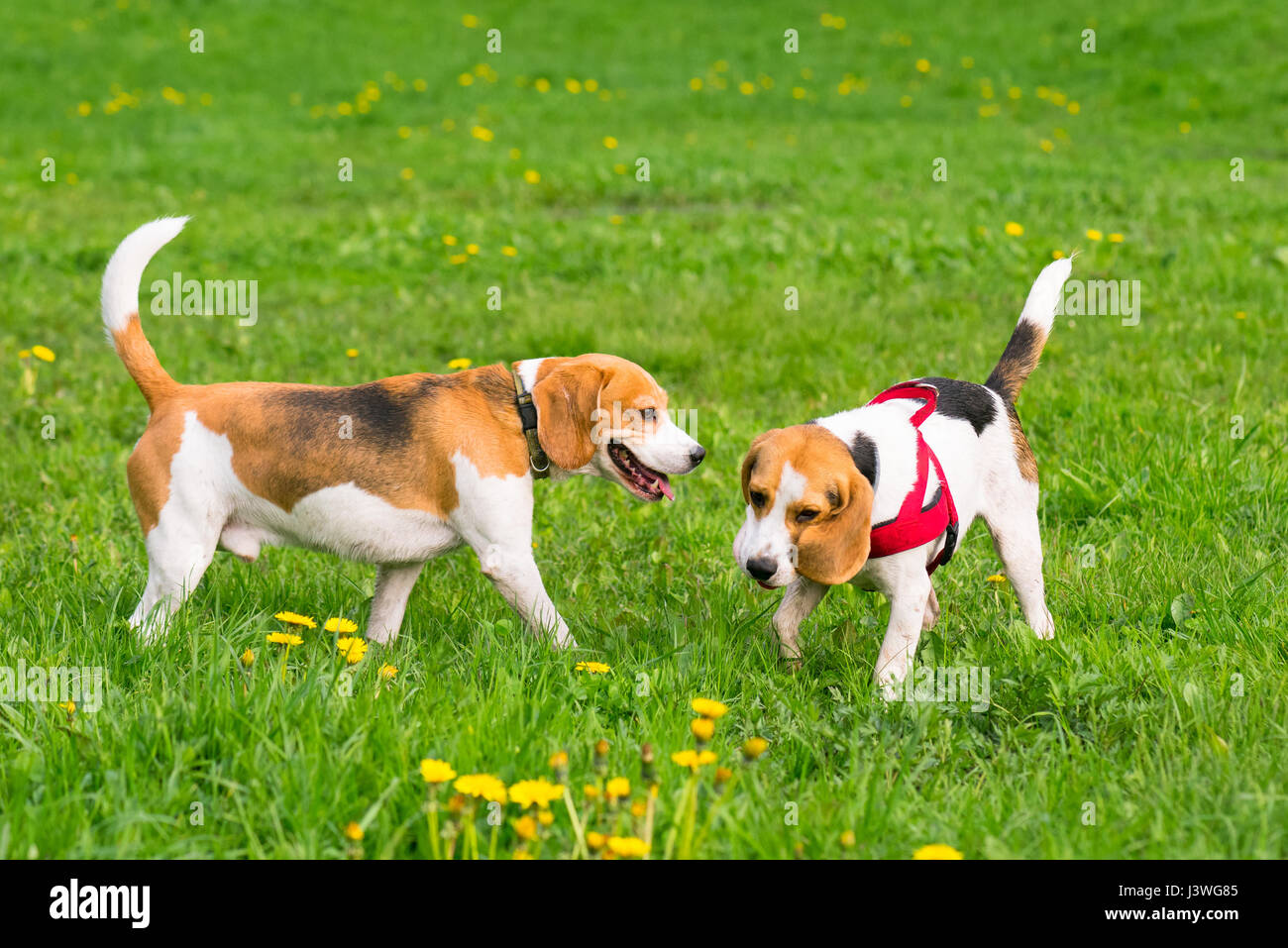 Dogs playing at park Stock Photo - Alamy