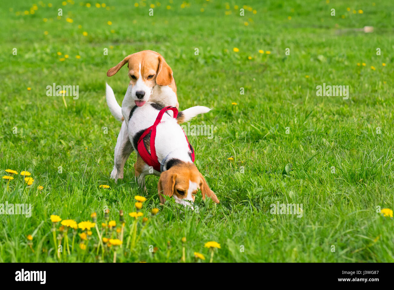 Dogs playing at park Stock Photo - Alamy