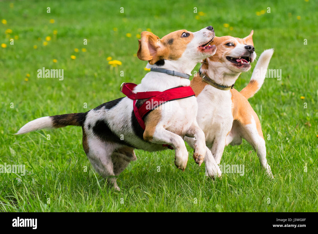 Dogs playing at park Stock Photo - Alamy