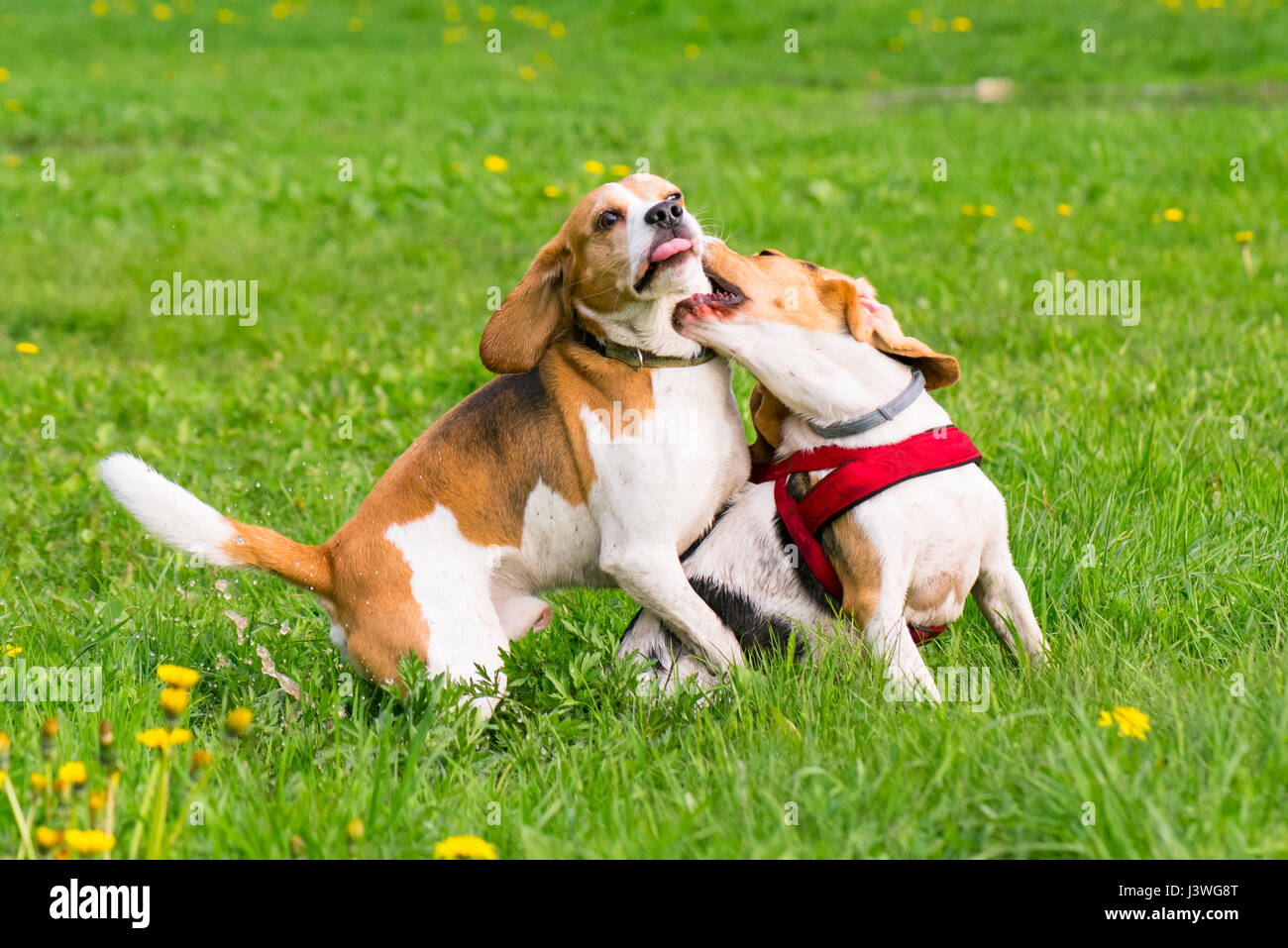 Dogs playing at park Stock Photo - Alamy