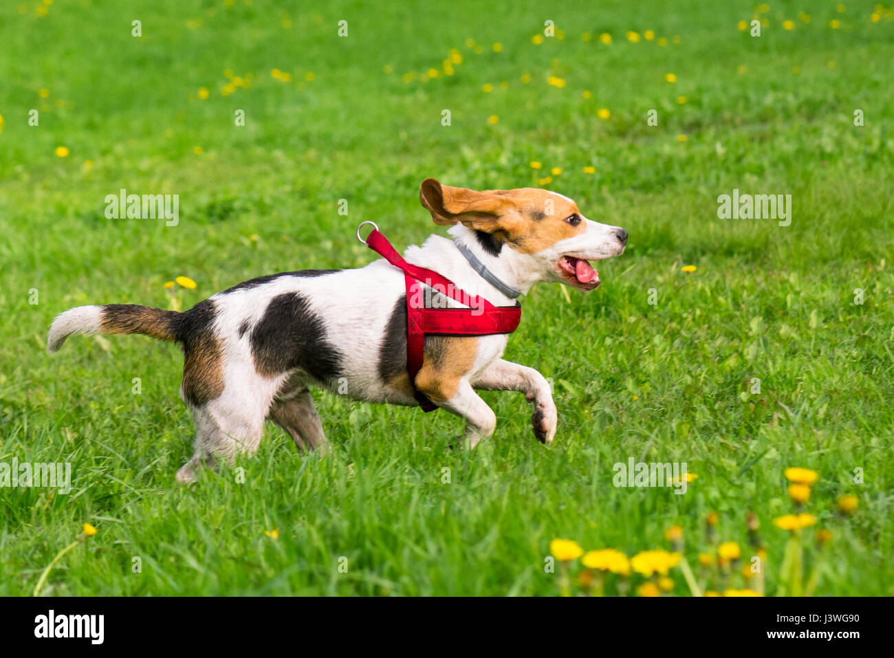 Dogs playing at park Stock Photo - Alamy
