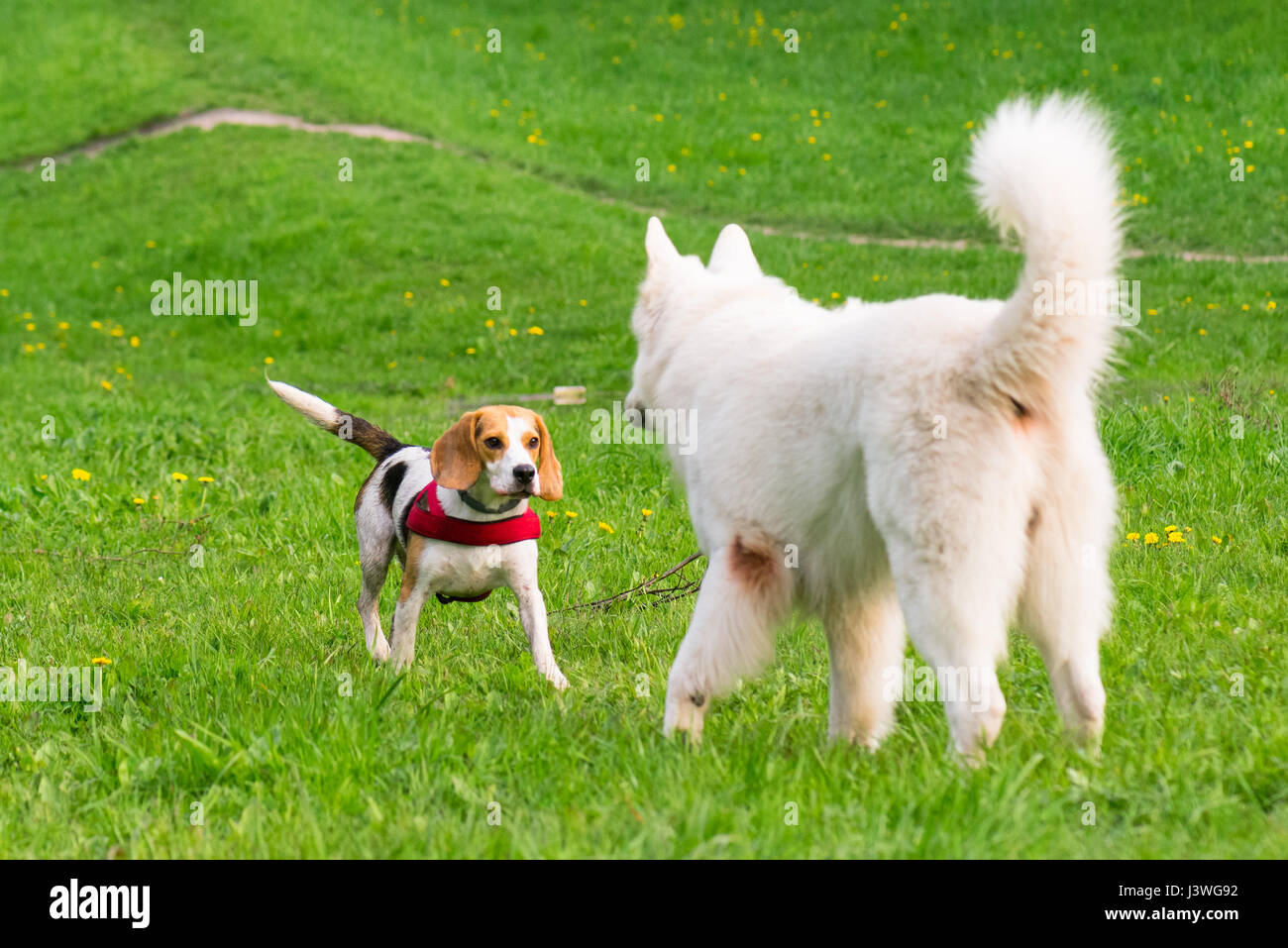 Dogs playing at park Stock Photo - Alamy
