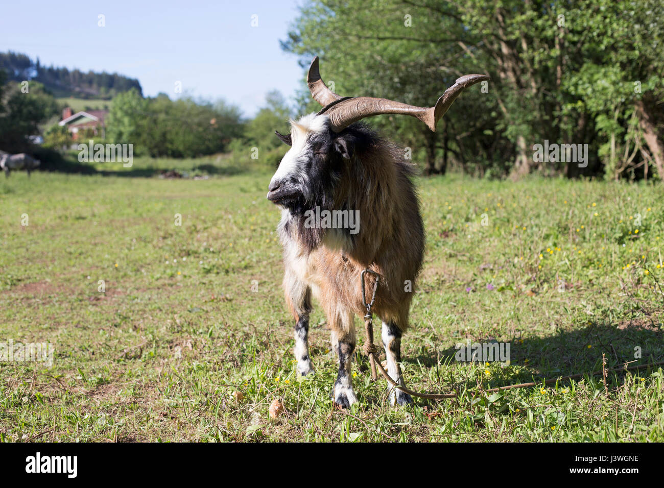 Goat meadow spain hi-res stock photography and images - Alamy